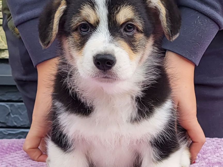 Мальчуган вельш корги пемброк