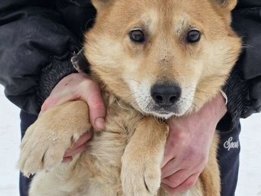 Гром. Собака в добрые руки