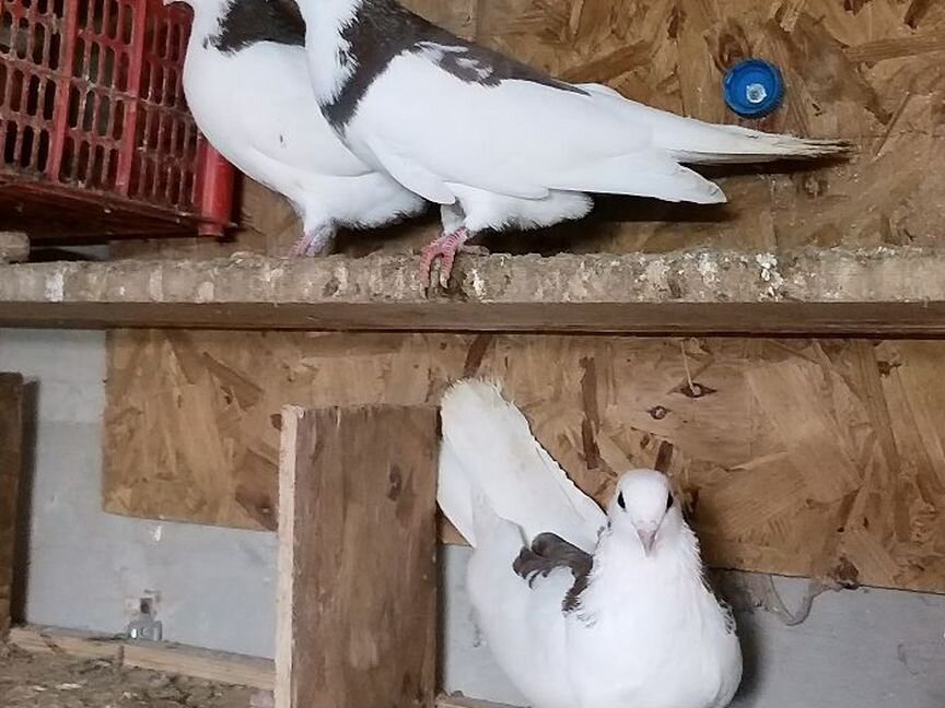 Ижевские голуби и спортивные