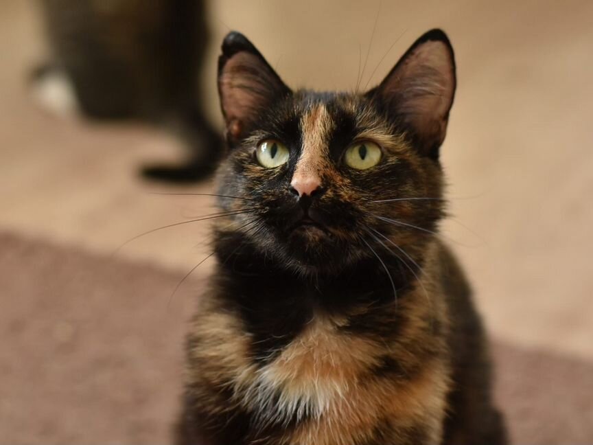 Красивая кошечка Триша в добрые руки