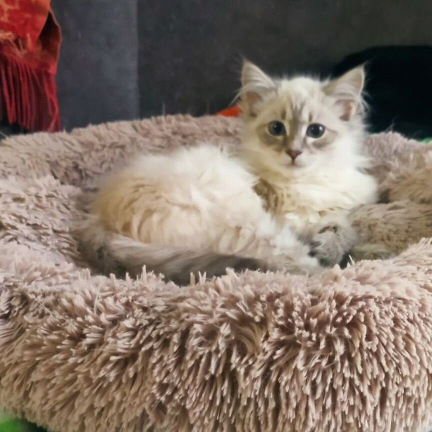 Сибирский котёнок