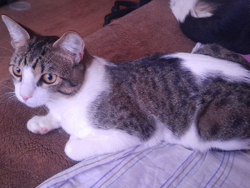 Пристраивается кот в добрые руки.Кастрирован.2года