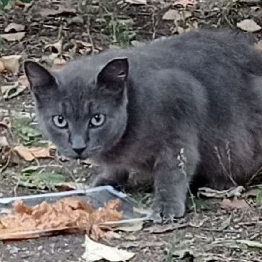 Кошечка в добрые руки