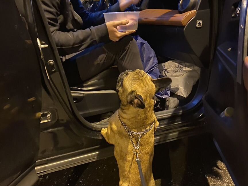 Вязка собак французский бульдог