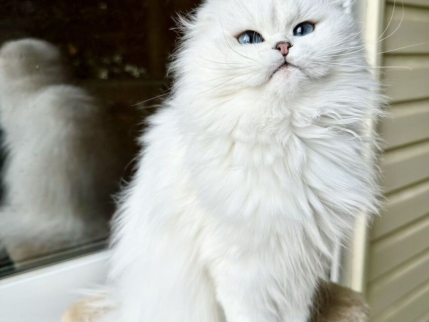 Серебряные шиншиловые котики