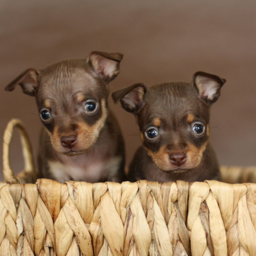 Русский той-терьер, щенок