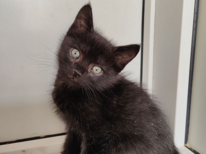 Котенок мальчик ищет дом