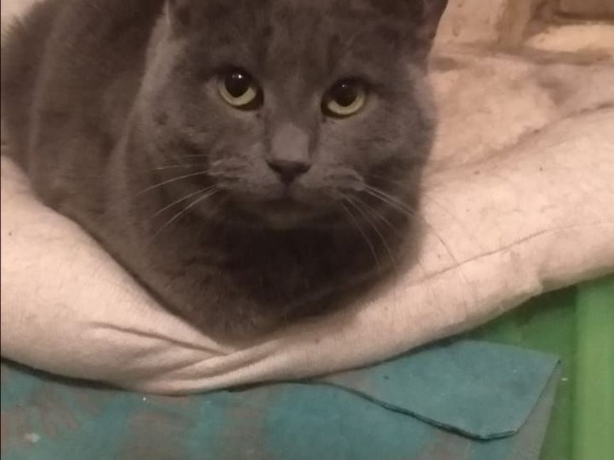 Голубая кошечка Глэдис