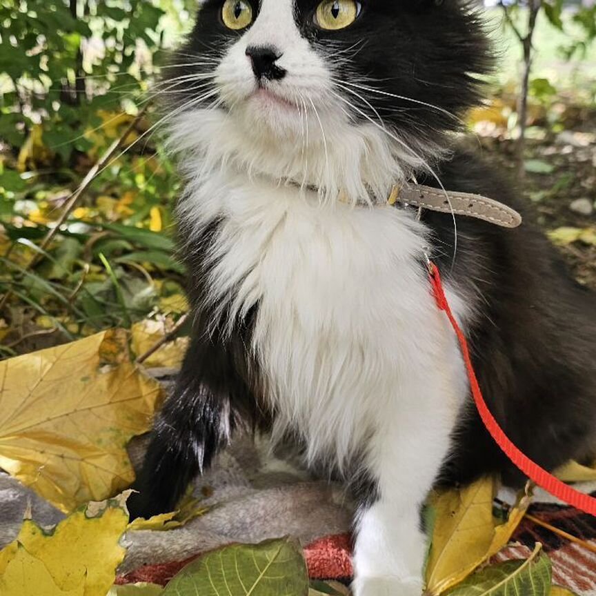 Кошка в дар