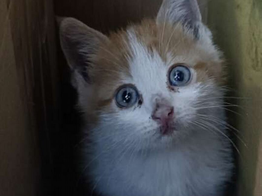 Котик 1-1.5 мес