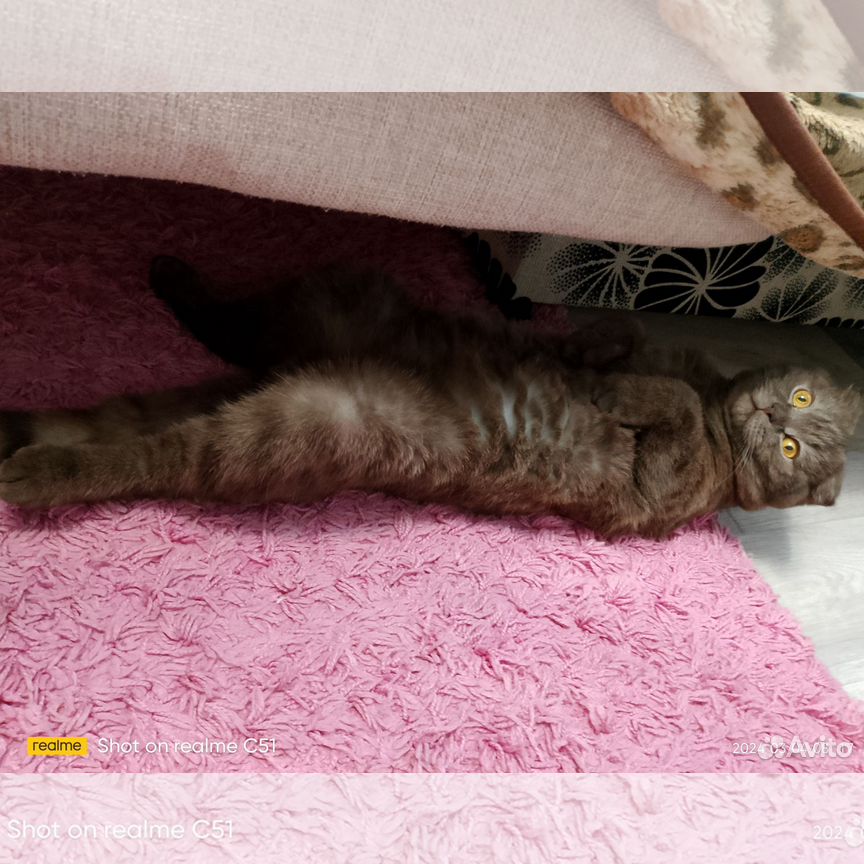 Кот