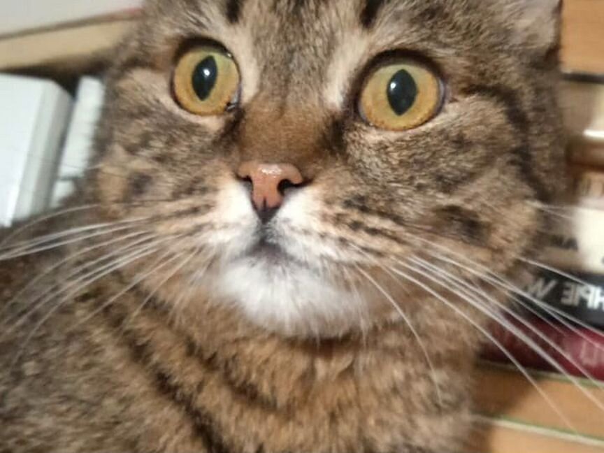 Кошка Масяня