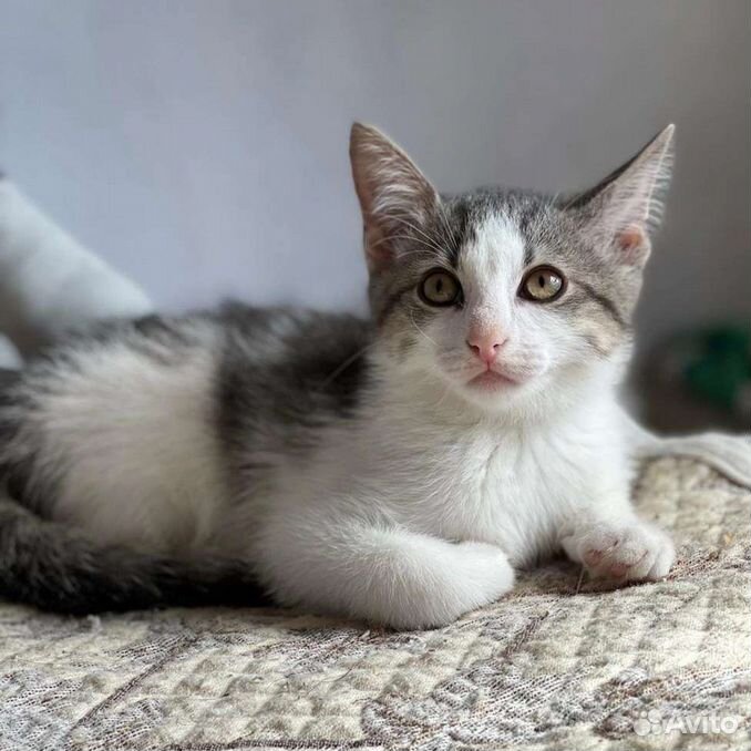 Котеночек в дар