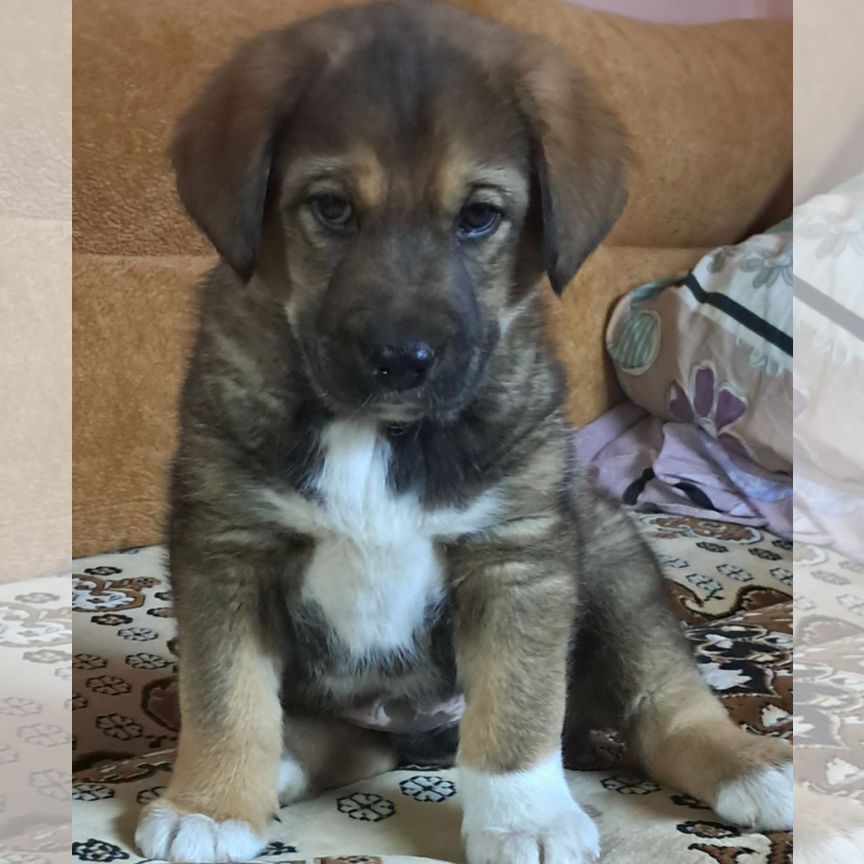 Лайка, щенок