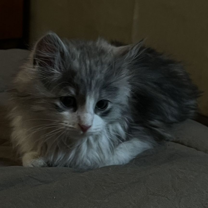 Сибирский котёнок