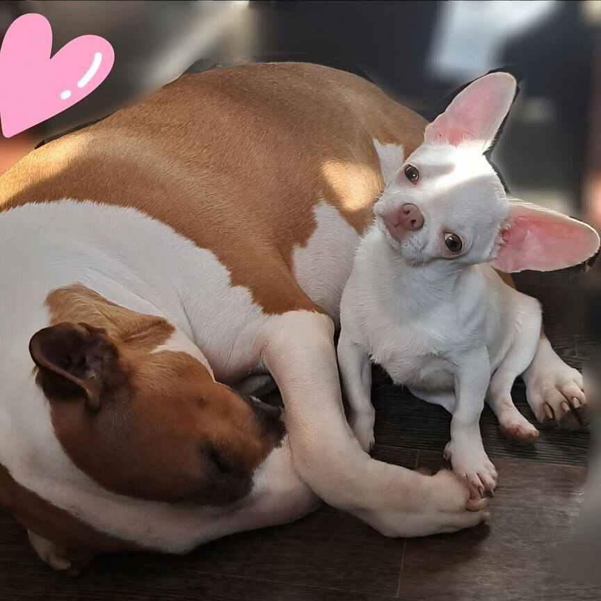 Чихуахуа, щенок