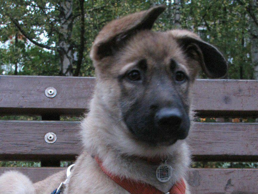 Крепкая щенулька Мальта из приюта