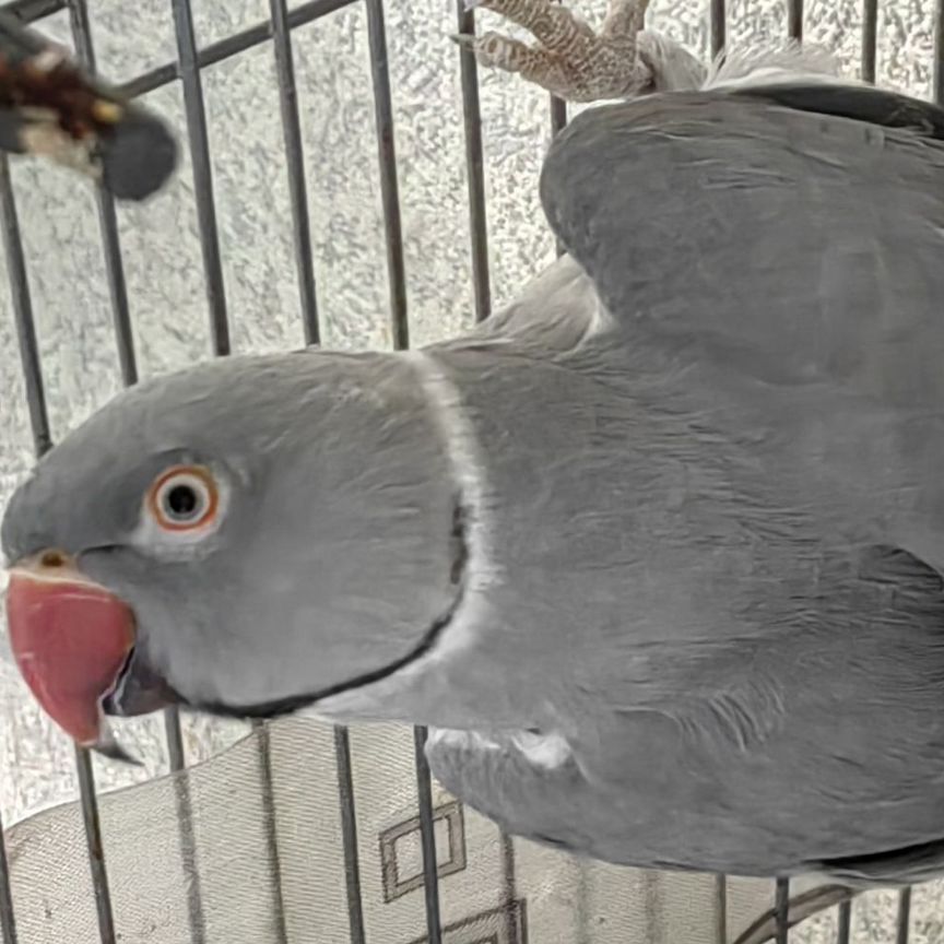 Ожереловый попугай