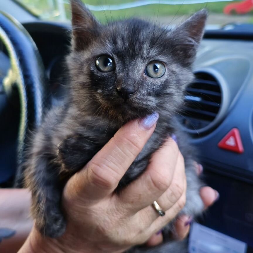 Котёнок в добрые руки