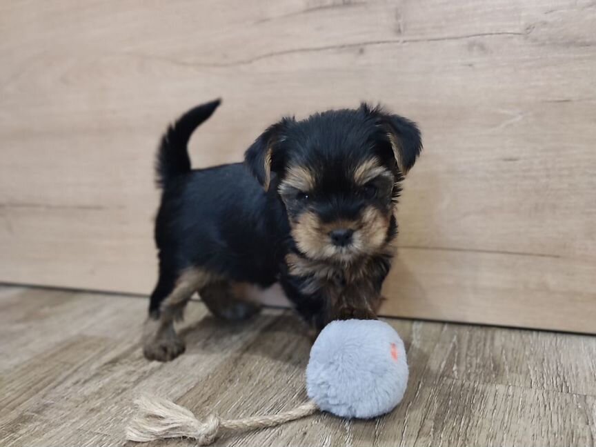 Щенок Йоркширского терьера, документы рфк