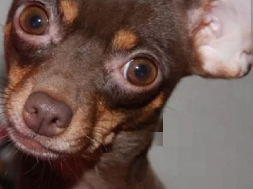 Той-терьер оленьки