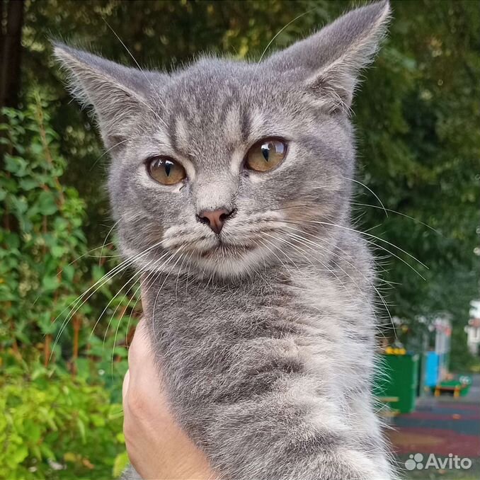 Очень красивый котенок, честное слово