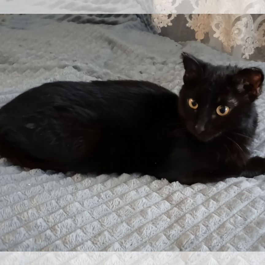 Взрослая, кошка в добрые руки