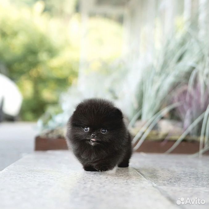 Черный экстра микро померанский шпиц мишка