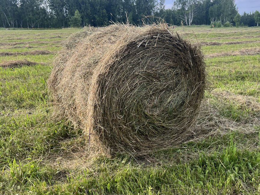 Сено в рулонах укос 2023 года