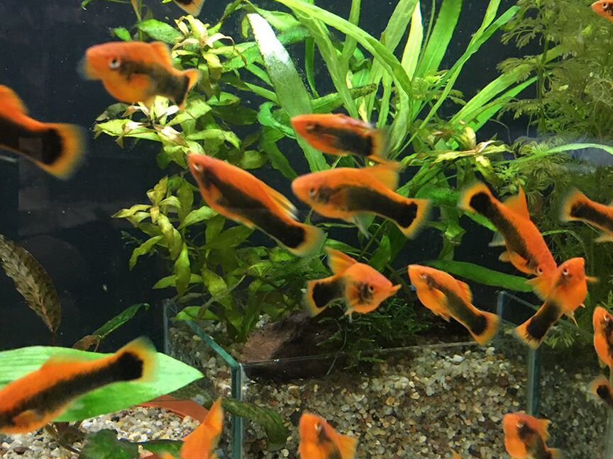 Флаговые меченосцы. Пецилии Гавайские