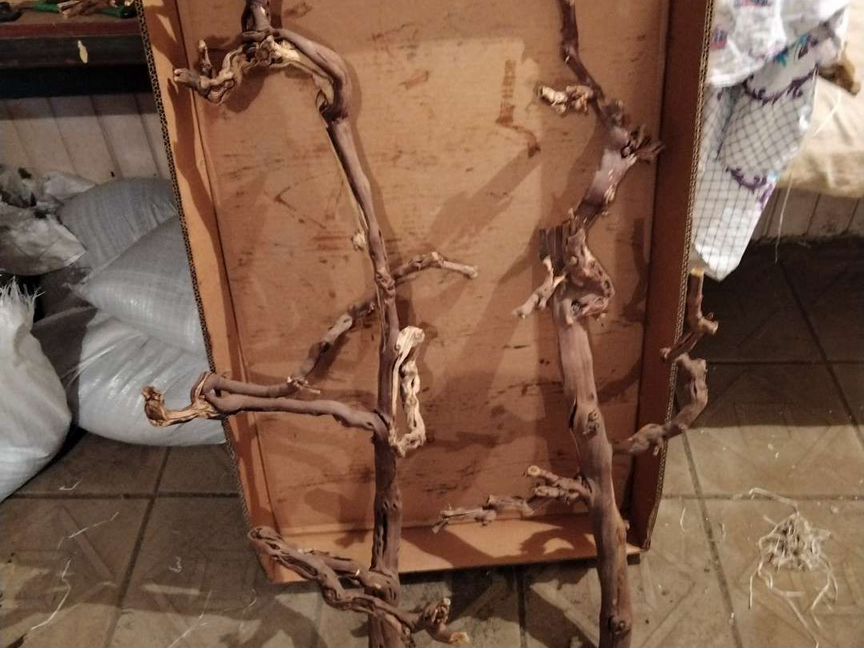 Виноградная лоза