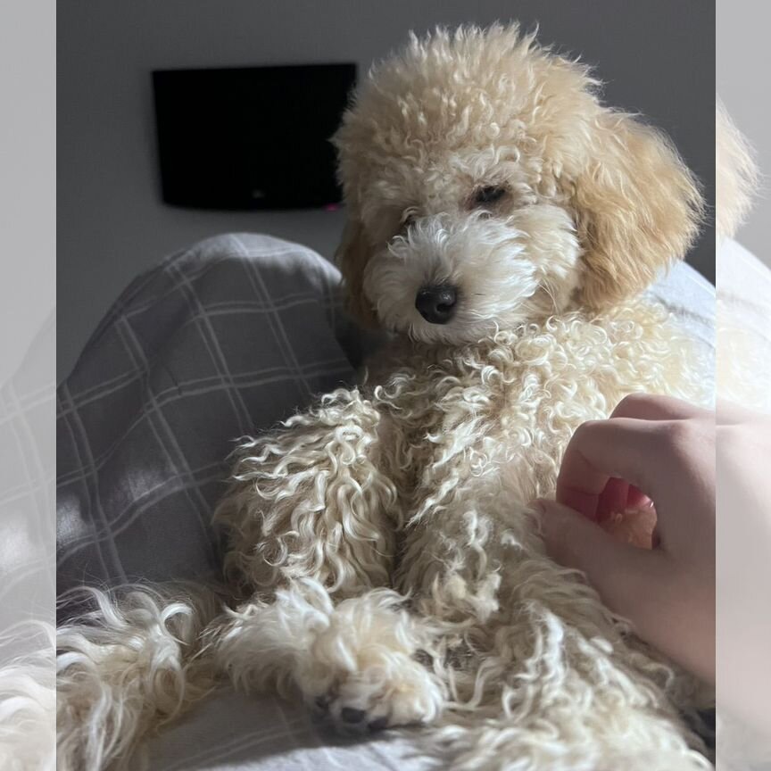 Той-пудель, взрослая собака