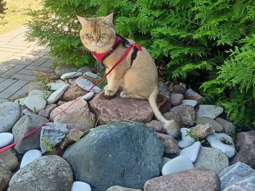 Золотая шиншилла кот