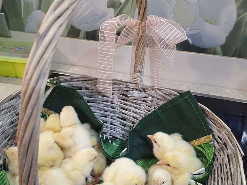 Цыплята Кооб (бролер) Европа