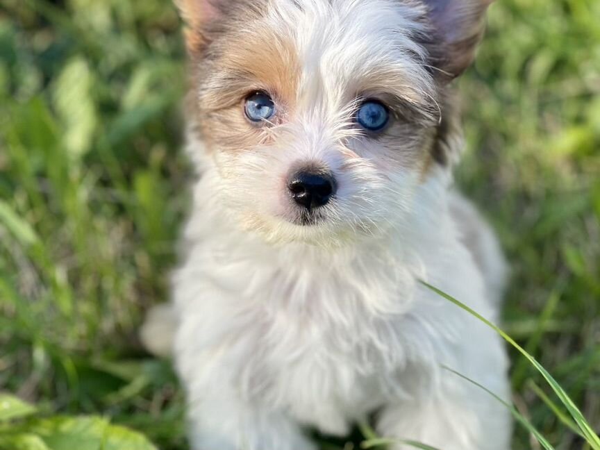 Голубоглазая девочка