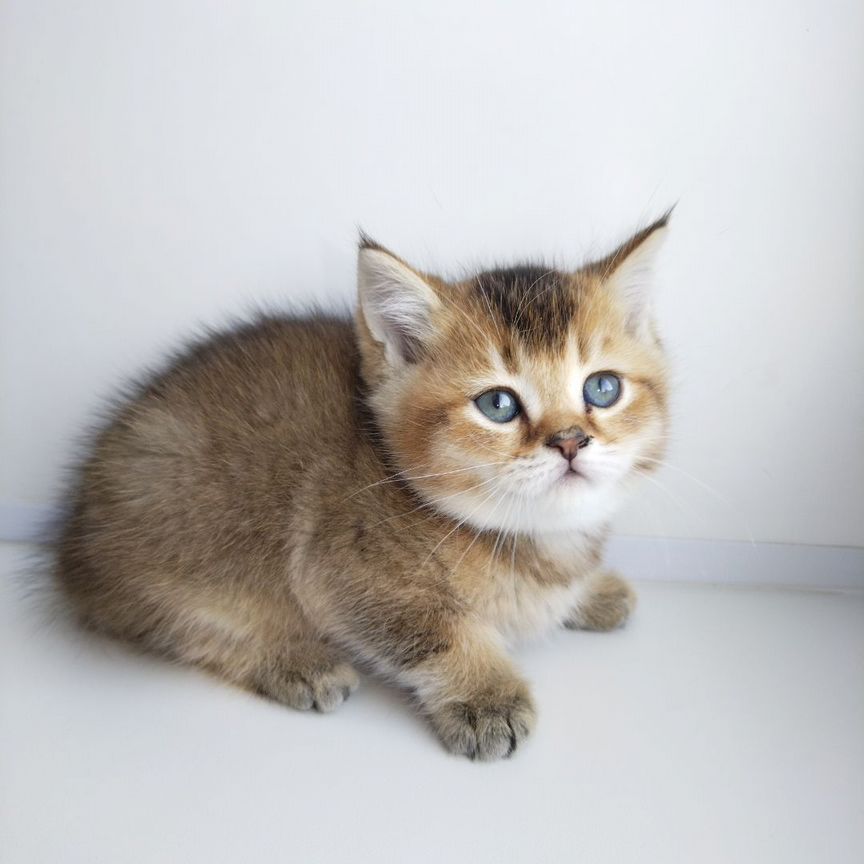 Шотландские котята