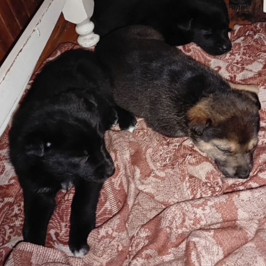 Щенок в добрые руки