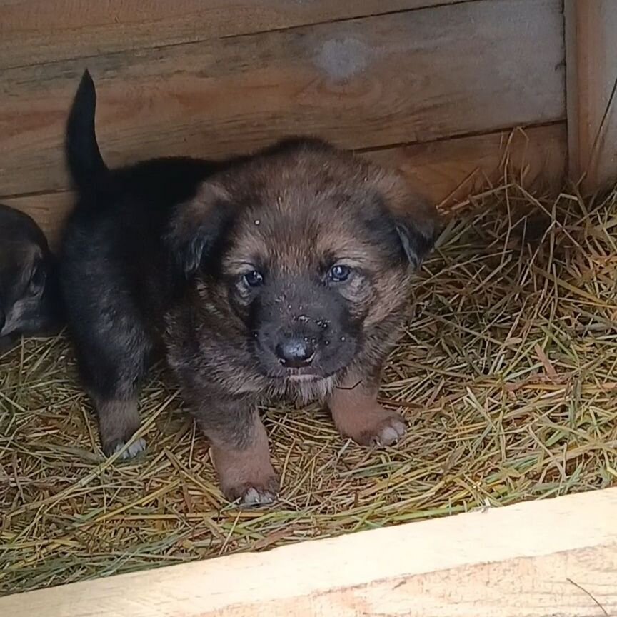 Щенок в добрые руки