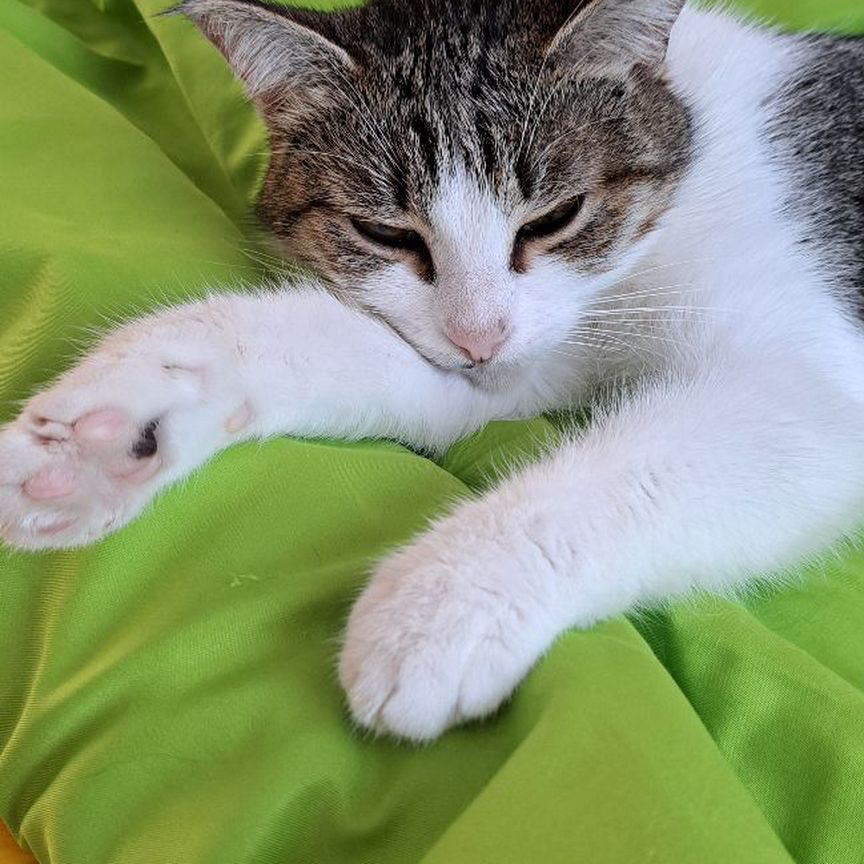 Стерилизованная молодая кошечка-эльфийка