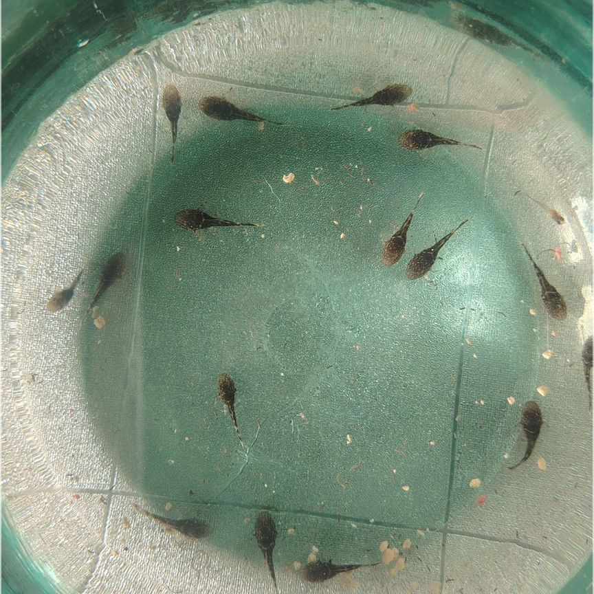 Мальки сомиков анциструсов