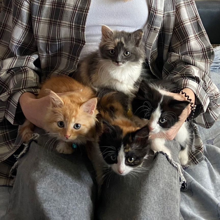 Котята в добрые руки