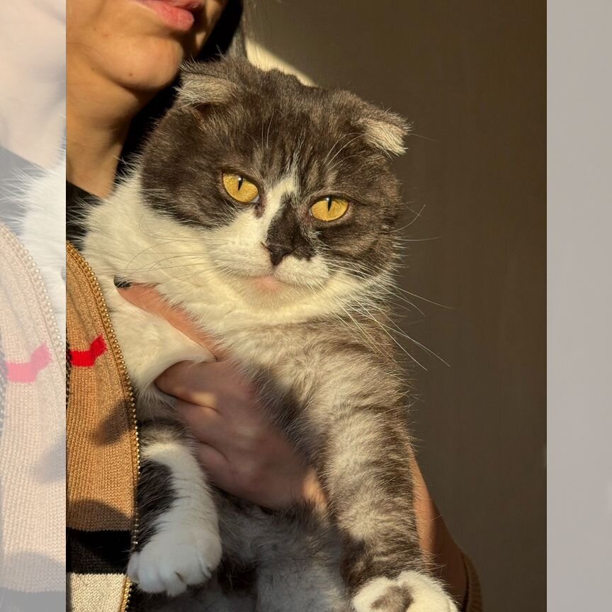 Шотландская вислоухая короткошёрстная кошка, взрослая