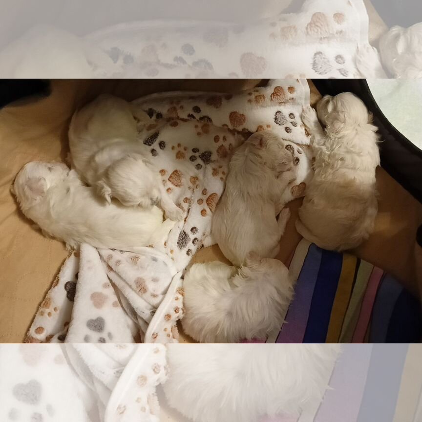 Щенки породы Мальтийская болонка