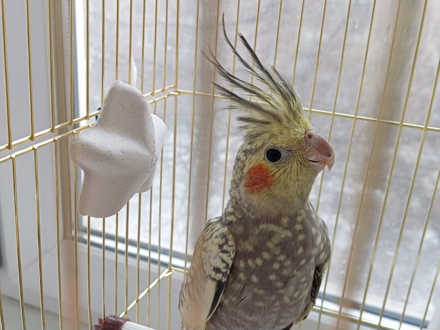 Продам попугая Корелла