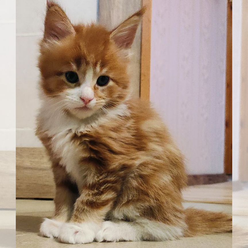 Мейн-кун котёнок
