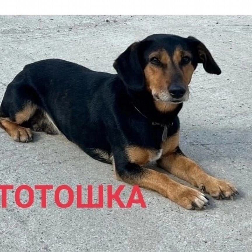 Ищу хозяев для собачки