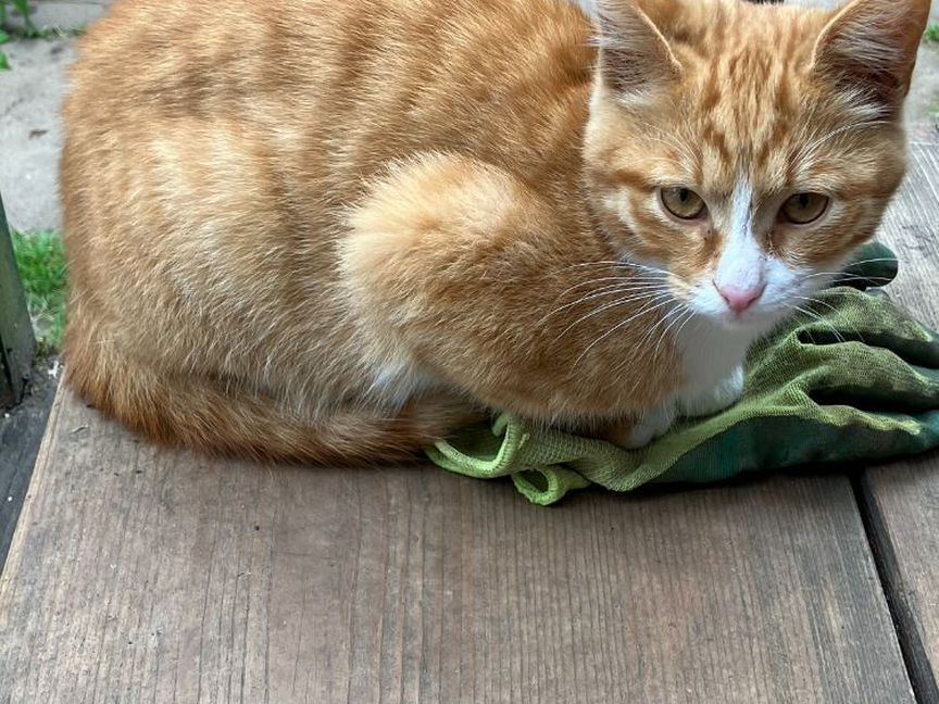 Котёнок в добрые руки бесплатно