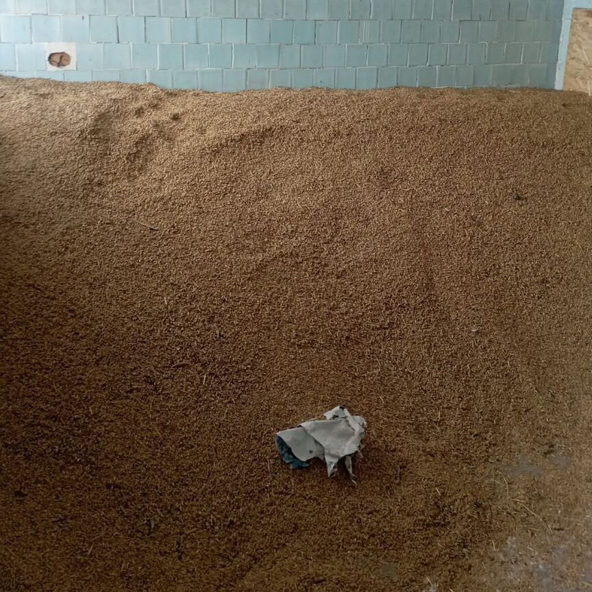 Зерно ячмень