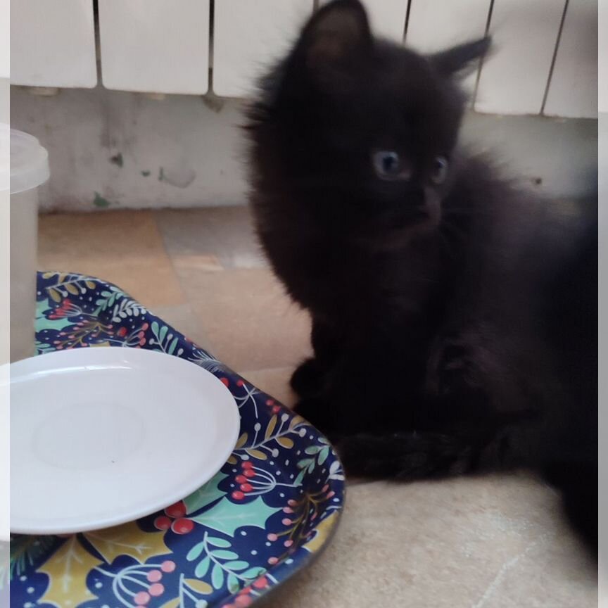 Котёнок в добрые руки