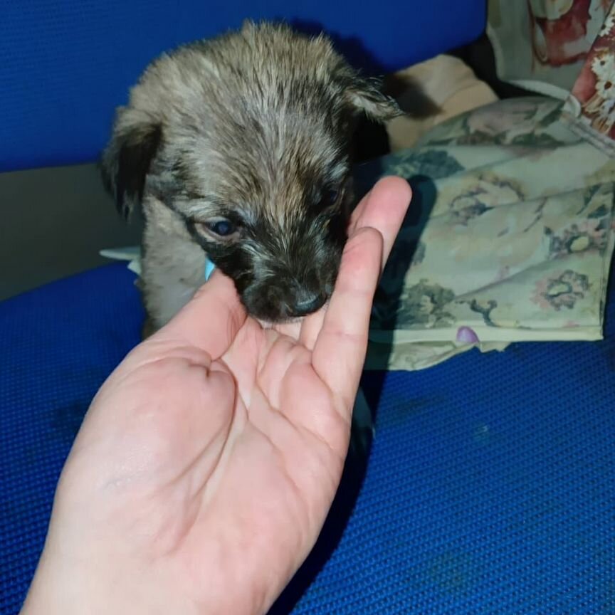 Мы малышки -собачишки